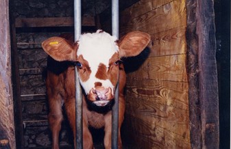 Farmed Animal Welfare: Cows • MSPCA-Angell