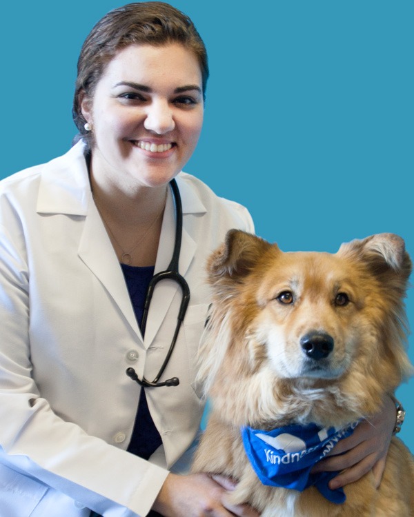 Meet the 24/7 Emergency and Critical Care Team | MSPCA-Angell