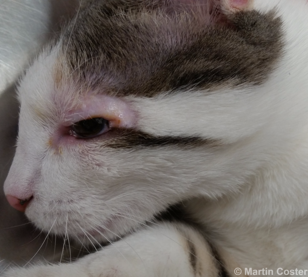 Feline Eyelid Agenesis • MSPCA-Angell