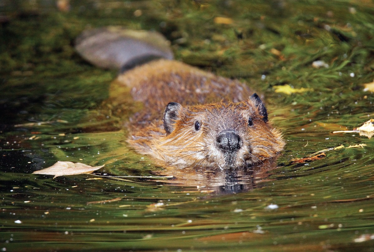 Beaver Flow Device Funding • MSPCA-Angell