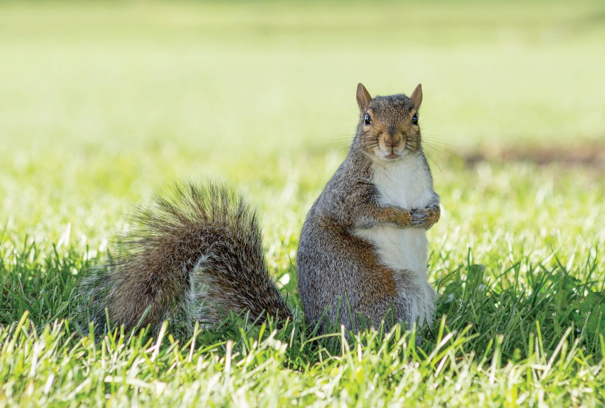 About Squirrels • MSPCA-Angell
