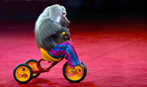 Traveling Animal Acts • MSPCA-Angell