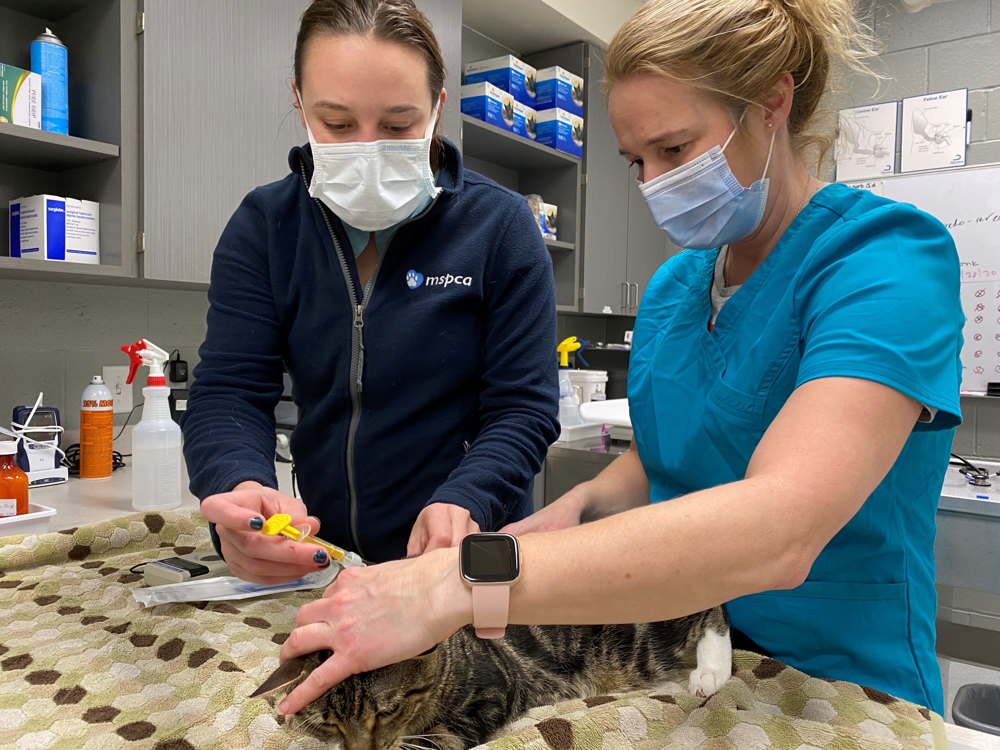 MSPCA-Angell Clinics • MSPCA-Angell