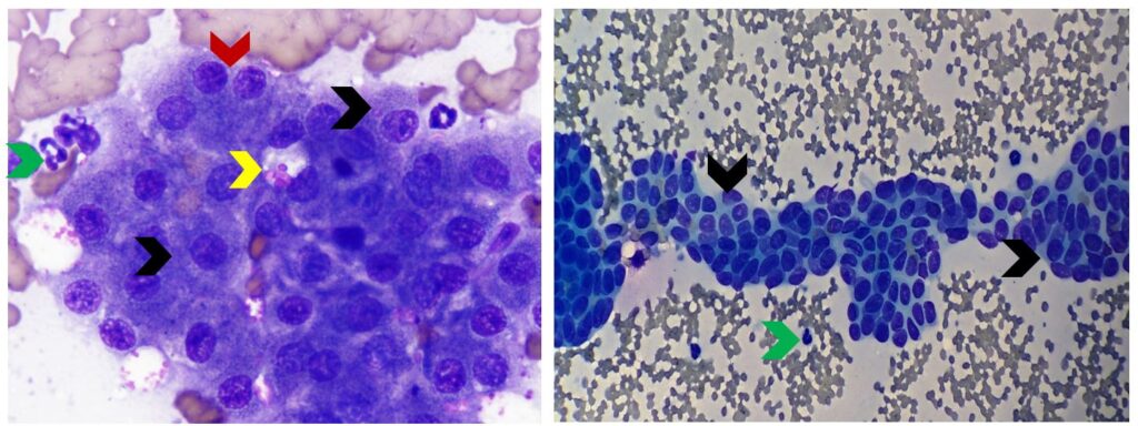Color Atlas of Canine and Feline Liver Cytology • MSPCA-Angell