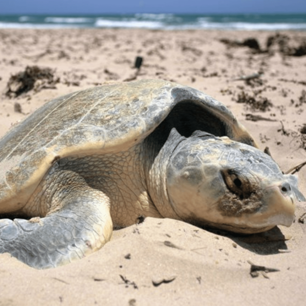 Sea Turtles • MSPCA-Angell