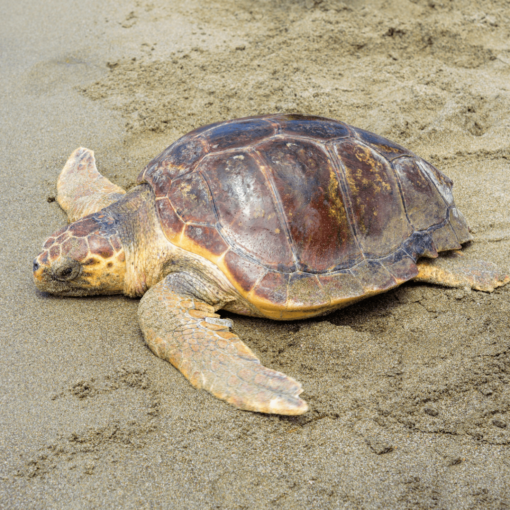 Sea Turtles • MSPCA-Angell