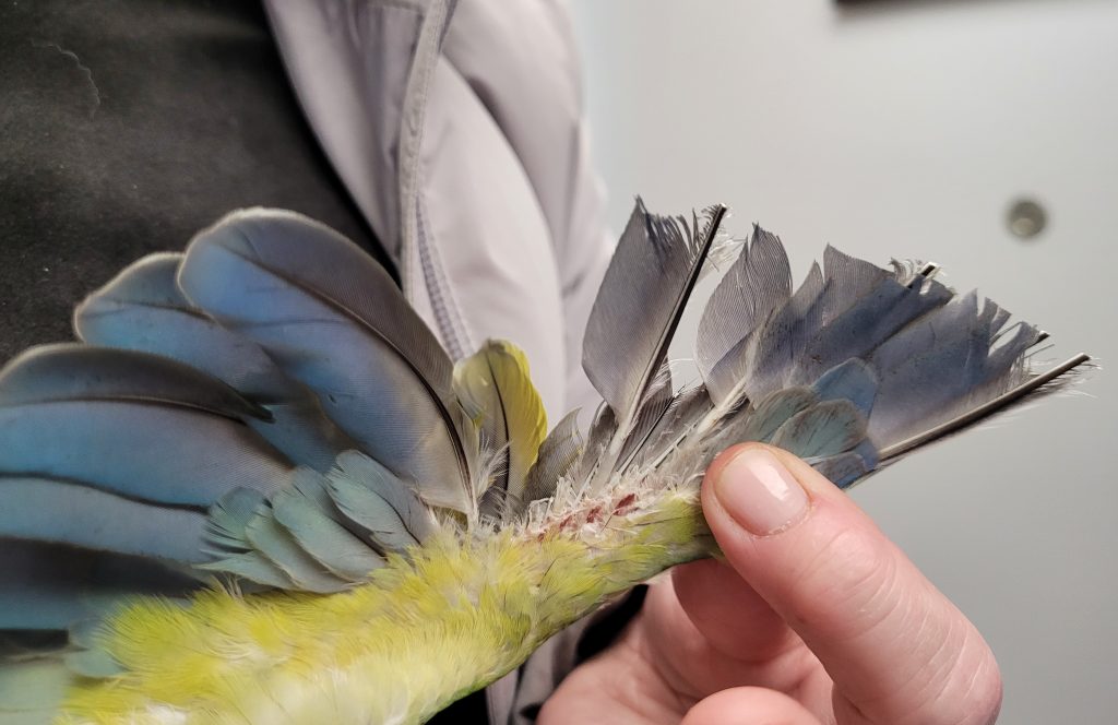 Recognizing Signs of Pain in Exotic Animal Species • MSPCA-Angell