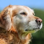 Trilostane Dosing and Monitoring in Dogs • MSPCA-Angell