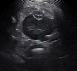 Small Intestinal Disease on Ultrasound • MSPCA-Angell