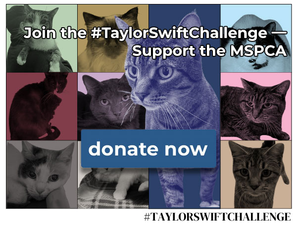 MSPCA Boston Adoption Center