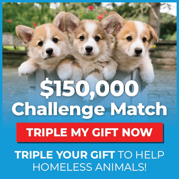 Angell Animal Medical Center – Boston • MSPCA-Angell