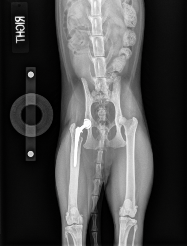 Total Hip Replacement in Small Dogs and Cats • MSPCA-Angell