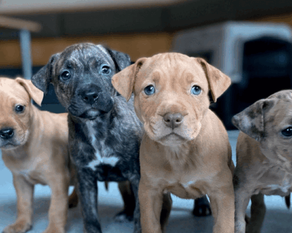 Spay & Neuter Services - MSPCA-Angell