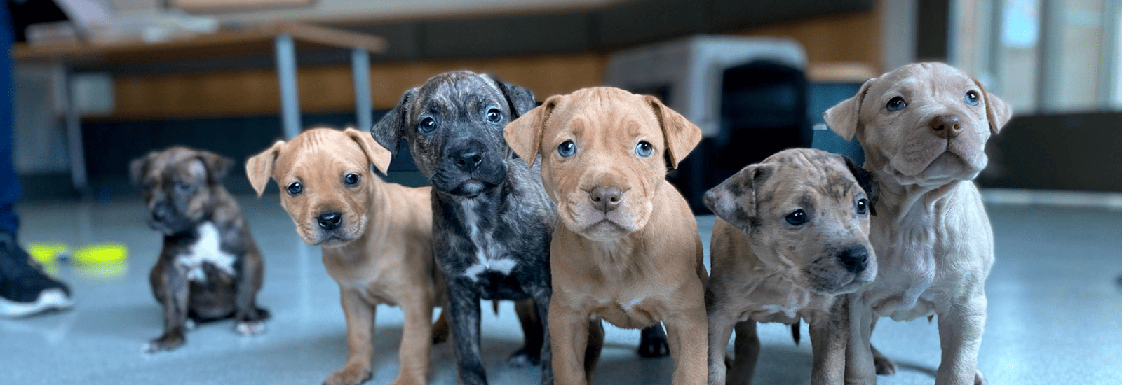 Spay & Neuter Services - MSPCA-Angell