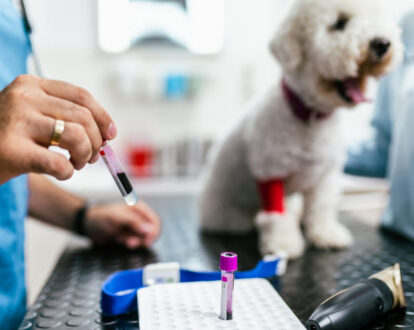 HCT (hematocrit) vs. PCV (packed cell volume) - MSPCA-Angell