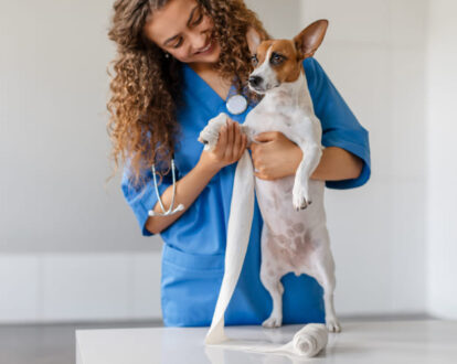 Canine Immune-Mediated Polyarthropathy - MSPCA-Angell