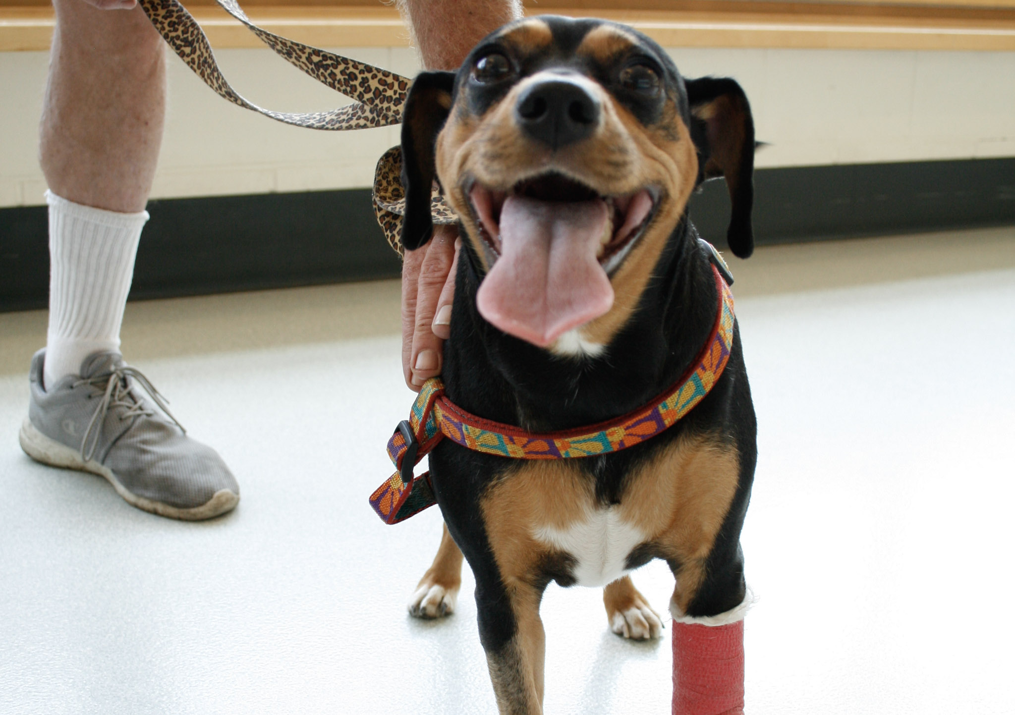 Treating Broken Bones in Pets - MSPCA-Angell