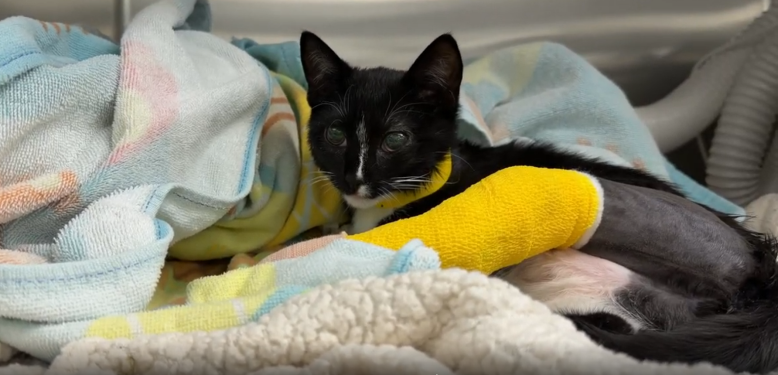 Treating Broken Bones in Pets - MSPCA-Angell